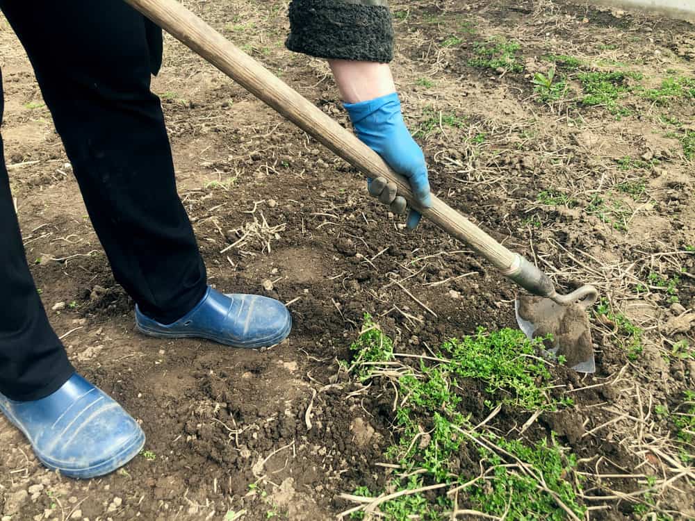 How to Clear a Large Area of Weeds on Your Homestead