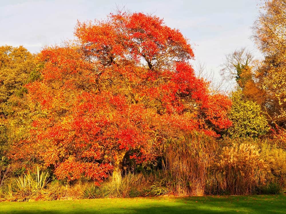 33 Plants That Thrive in Moist or Wet Soil and Absorb Extra Water