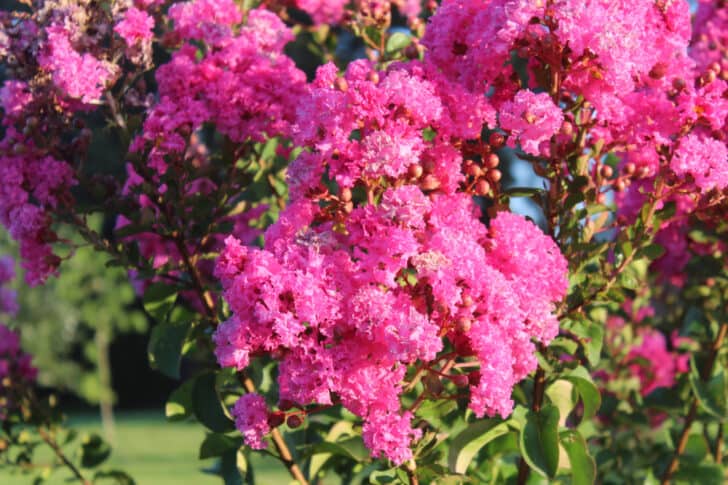 25 Wind Resistant Plants for Your Garden