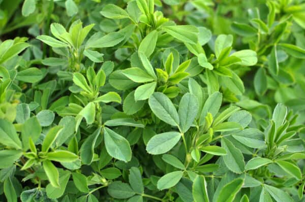 How to Grow Alfalfa from Sprout to Hay