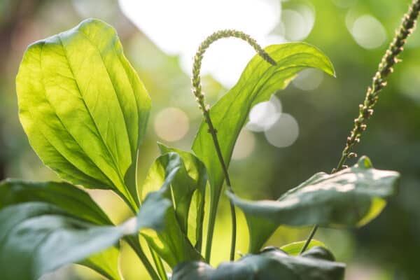 Growing Chayotes: Best Varieties, Planting Guide, Care, Problems and ...