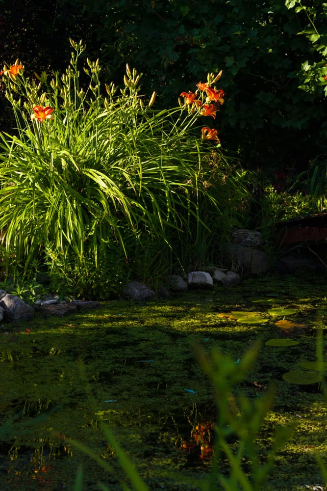 33 Plants That Thrive in Moist or Wet Soil and Absorb Extra Water