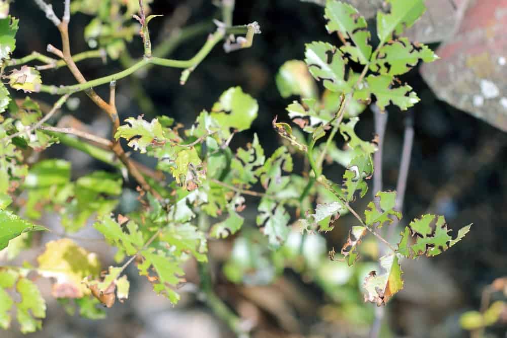 How to Deal With Root Weevils and Snout Beetles in the Garden