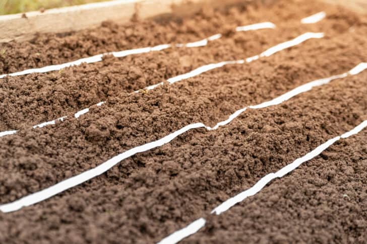How to Make DIY Seed Tape and Use It to Sow Seeds