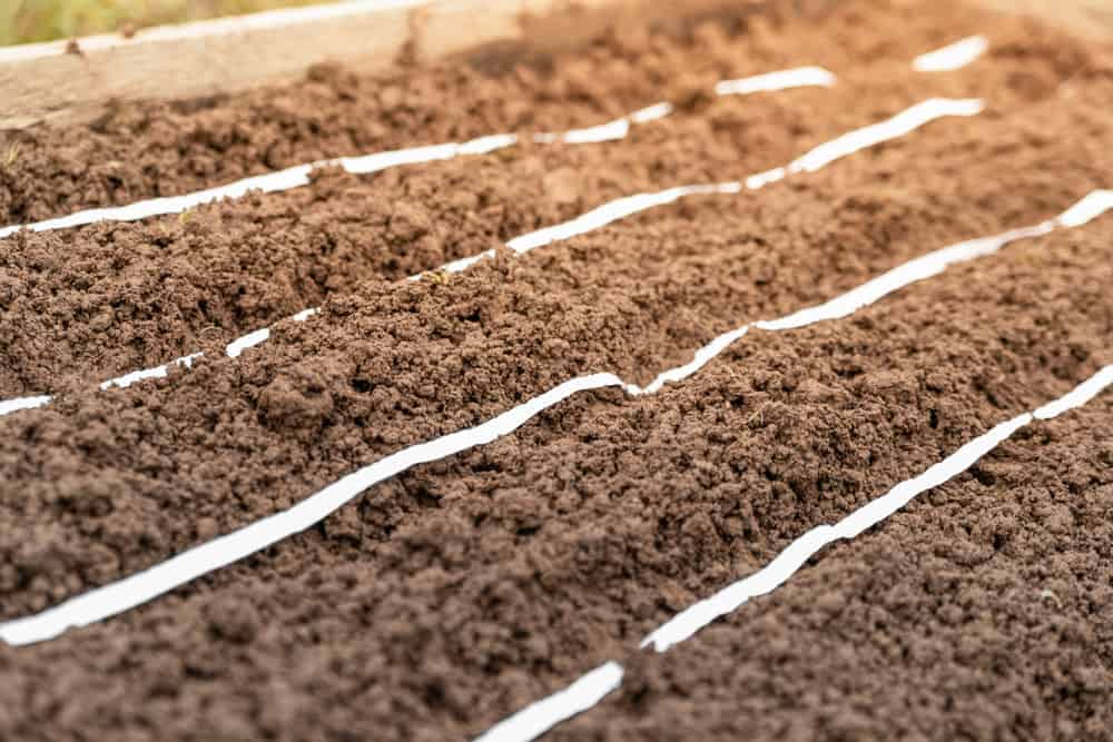 How to Make DIY Seed Tape and Use It to Sow Seeds