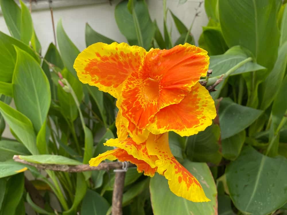 33 Plants That Thrive in Moist or Wet Soil and Absorb Extra Water