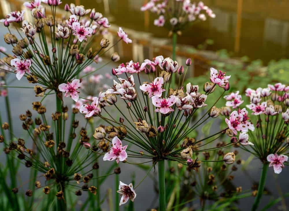 33 Plants That Thrive in Moist or Wet Soil and Absorb Extra Water