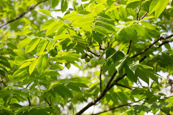 Growing Butternut Tree: How to Plant, Grow and Care for White Walnut