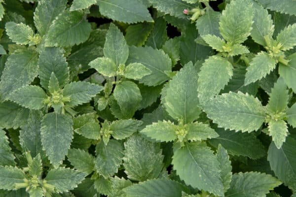 Growing Calamint: How to Plant, Care For and Harvest Calamint