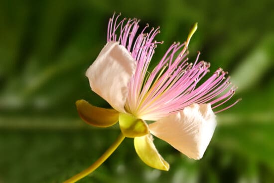 Growing Capers: How to Plant, Grow, and Care for the Caper Bush