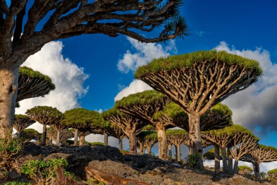 All About Growing Easy-to-Care-For Dracaena Plants