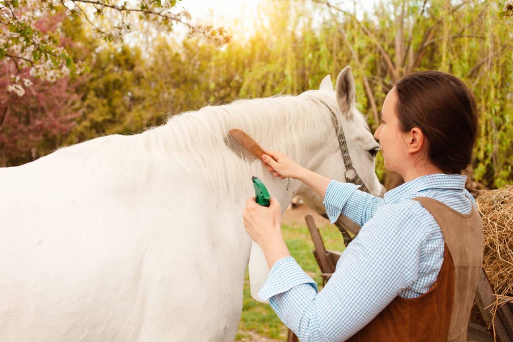 7 Ways to Befriend a Horse and Develop a Healthy Relationship