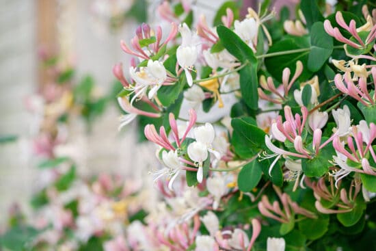 Growing Honeysuckle: How to Plant and Care for This Flowering Vine
