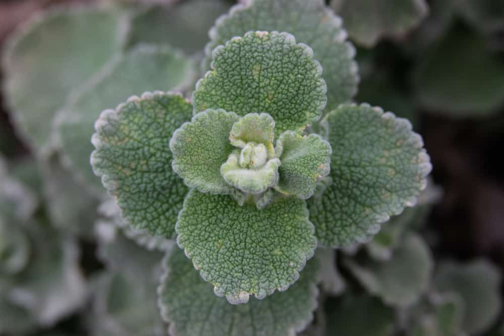 How to Grow Horehound for Food and Medicine