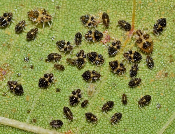 What to Do if You Have Lace Bugs in Your Garden