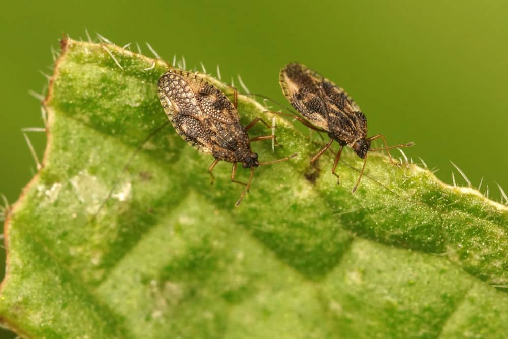 What to Do if You Have Lace Bugs in Your Garden