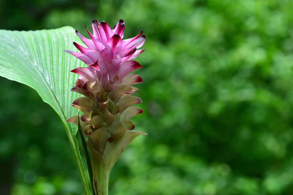 How to Grow Turmeric in Your Home Garden