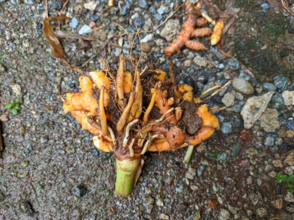 How to Grow Turmeric in Your Home Garden