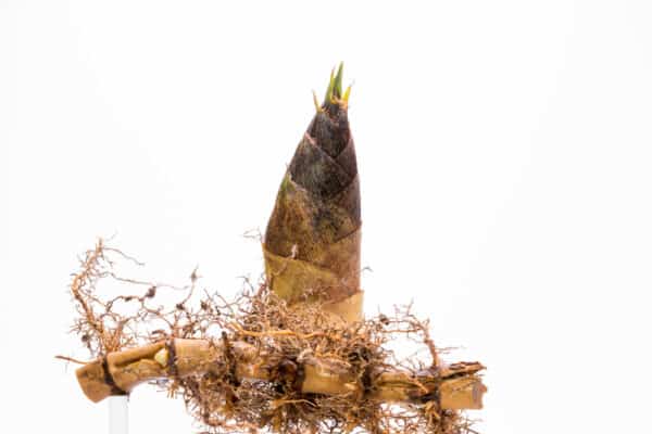 How to Plant, Grow and Care For Bamboo In Your Garden