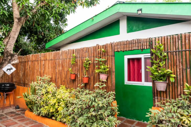How to Plant, Grow and Care For Bamboo In Your Garden