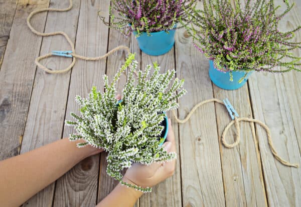 How to Plant, Grow, and Care for Heather