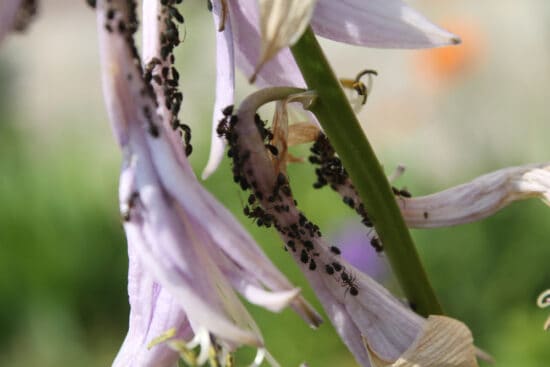 13 Common Hosta Pests and Diseases and What to do About Them