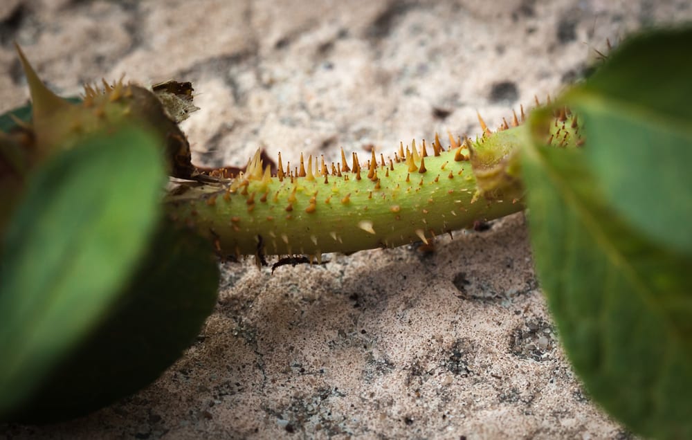 How to Identify and Deal With Rose Rosette Disease