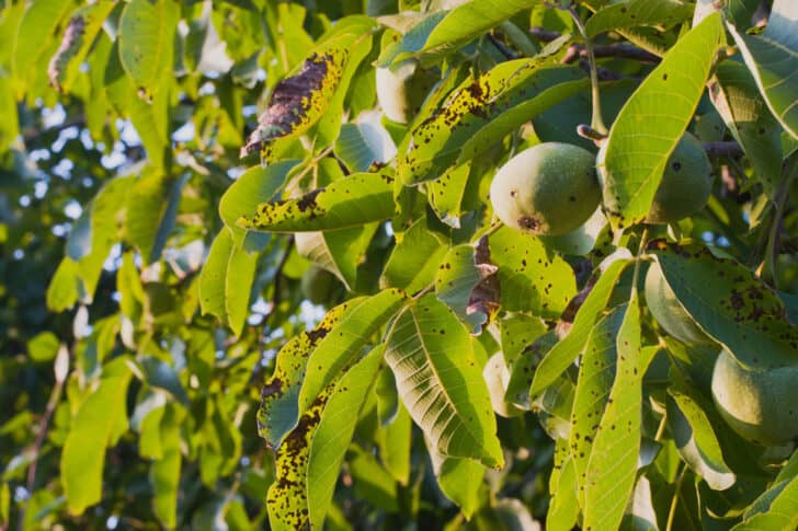 12 Common Almond Tree Pests and Diseases and How to Get Rid of Them