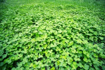 A Guide To Living Mulch and How To Use It