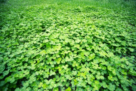 A Guide To Living Mulch and How To Use It