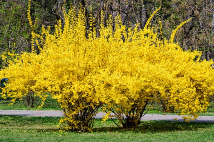 How to Grow and Take Care of Forsythia - The Early Spring Wonder