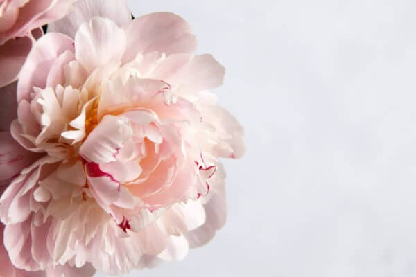 Growing Crocus: How to Care for These Early Spring Beauties