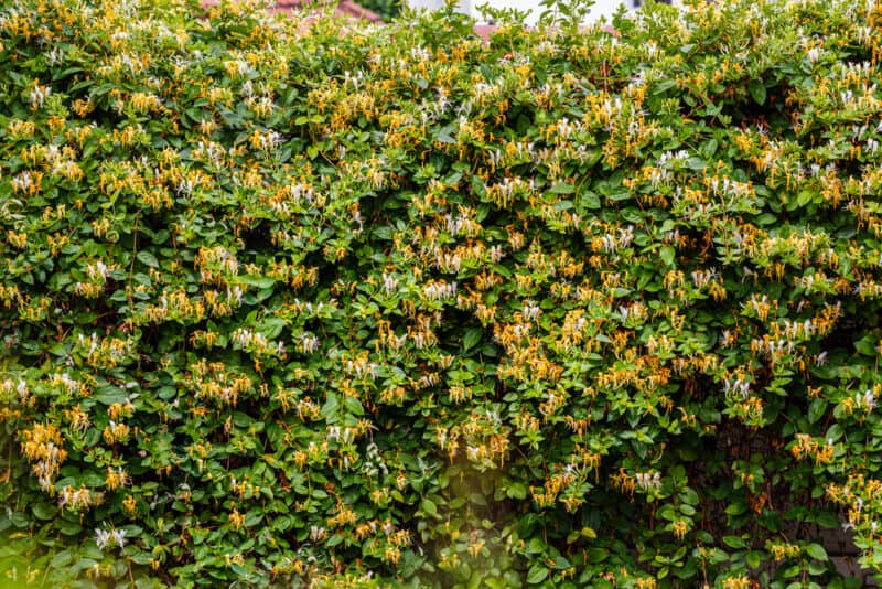 How to Deal with Invasive Honeysuckle (and Which to Plant Instead)