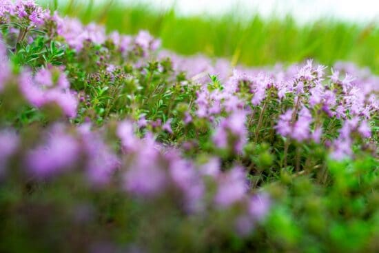 A Guide To Living Mulch and How To Use It