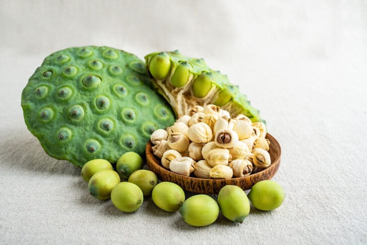 Growing Gorgeous Lotus Plants Indoors or Out