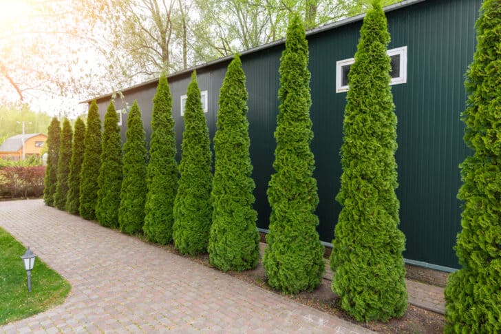 17 of the Best Plants for Privacy