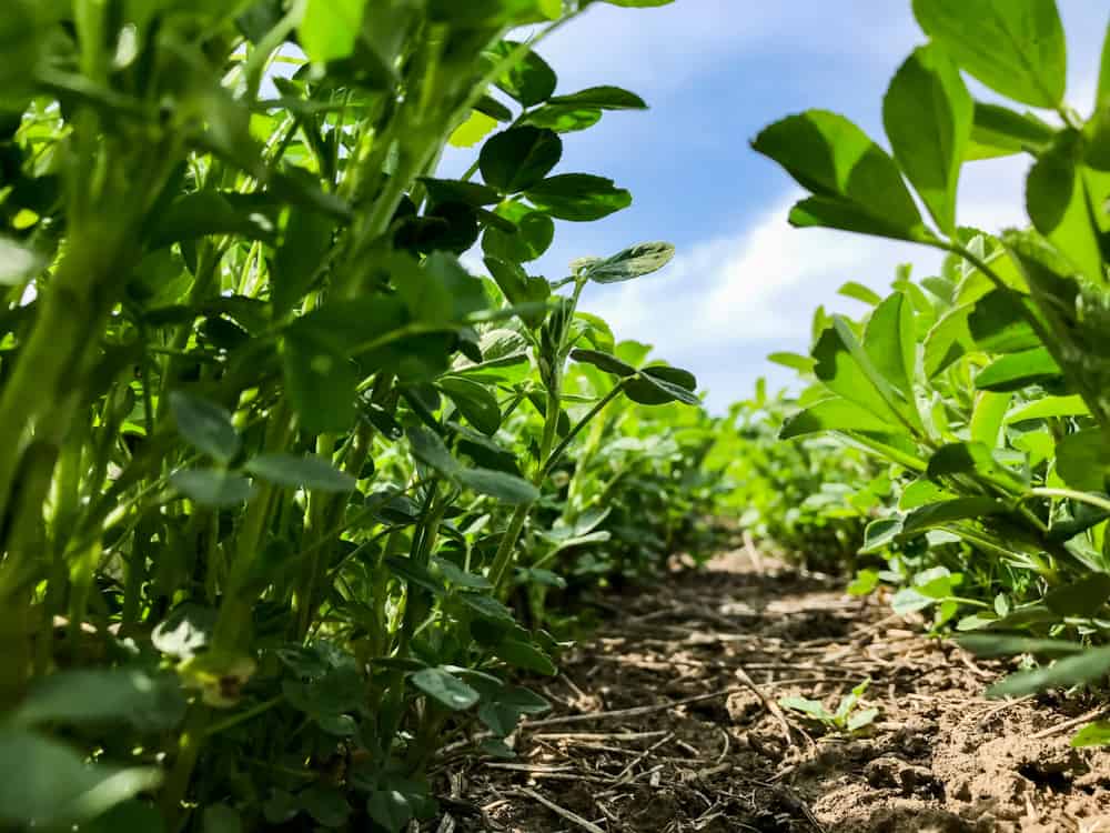 A Guide To Living Mulch and How To Use It