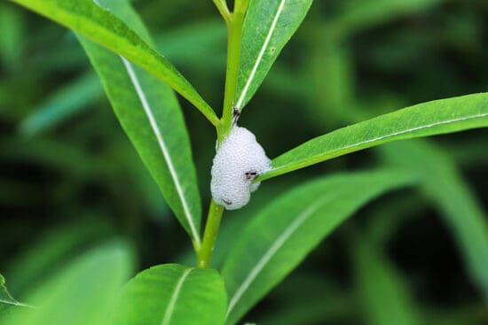 What's That Foam on My Plants? Get To Know Spittlebugs
