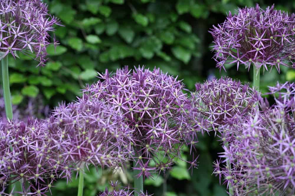 Everything You Need To Know About Growing Ornamental Alliums