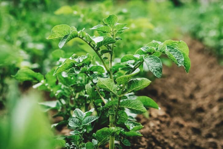 20 of the Best Companion Plants for Potatoes (And a Few to Avoid)