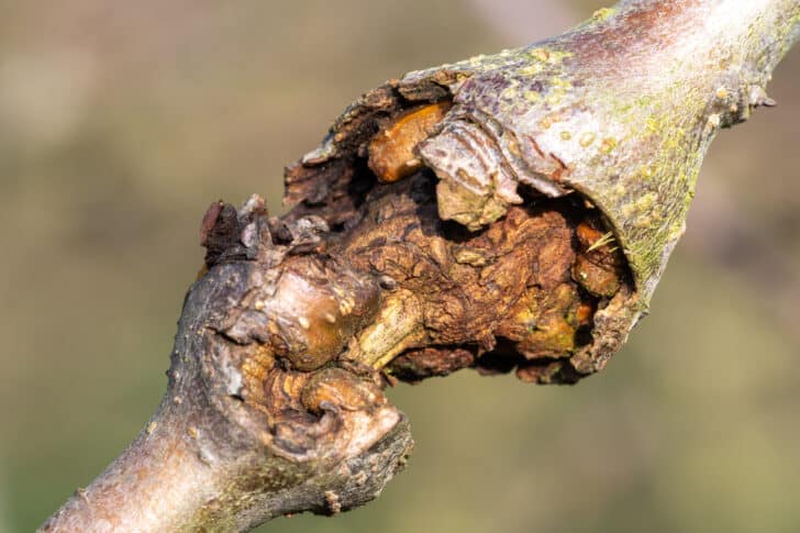 12 Common Problems When Growing Apples and What to Do About Them