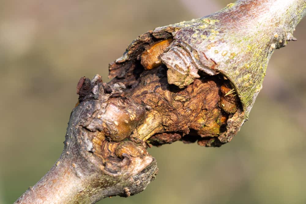 12 Common Problems When Growing Apples and What to Do About Them