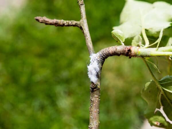 12 Common Problems When Growing Apples and What to Do About Them