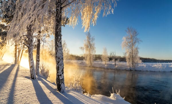 Birch Trees: How to Plant, Grow and Care For An American Classic