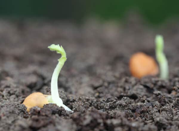 Growing Chickpeas: How to Plant and Care For Garbanzo Beans