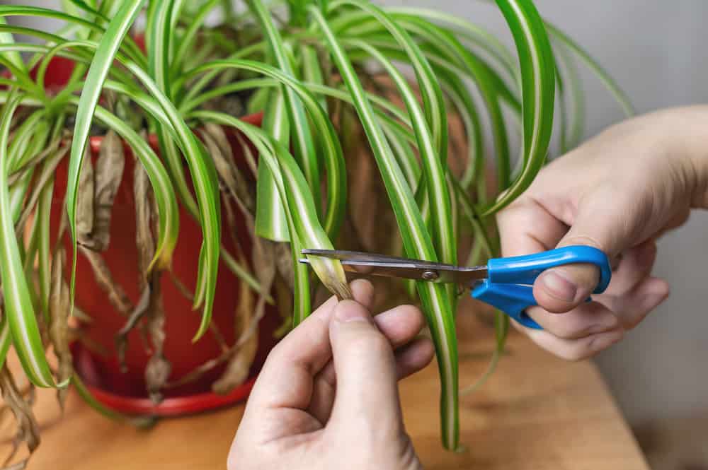 How to Grow and Care for Spider Plants