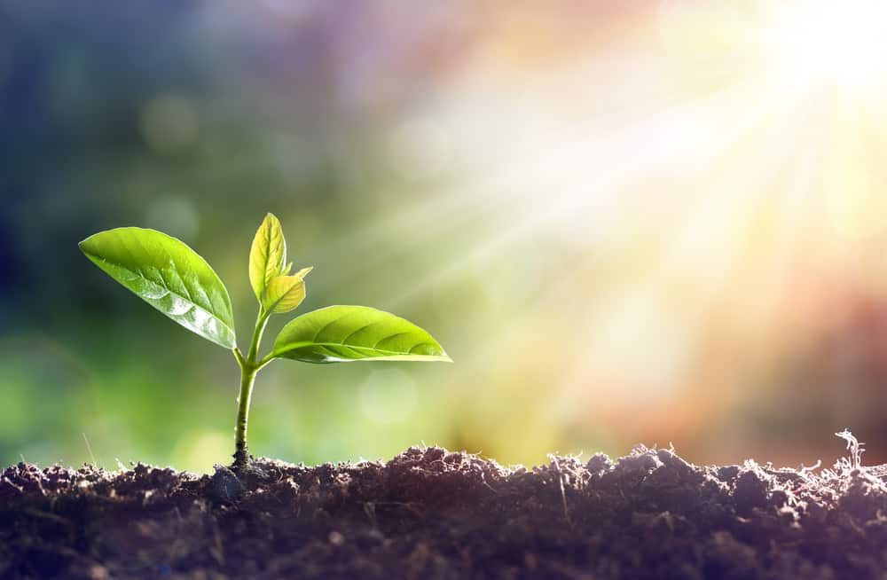 9 Unique Vegetable Garden Layout Ideas to Help You Plan Your Next Garden