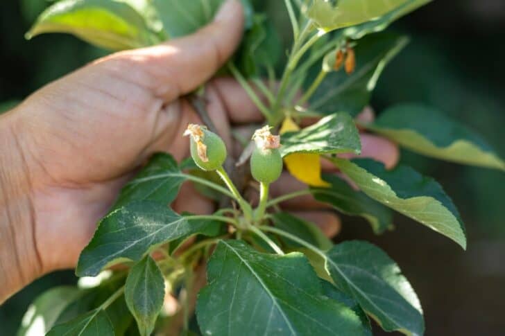Thinning Fruits: How to Do It and Why It’s Essential