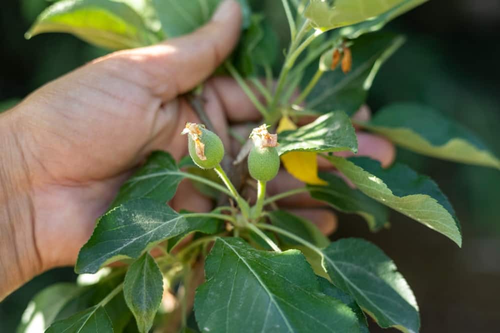Thinning Fruits: How to Do It and Why It’s Essential