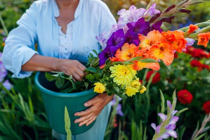 Growing Stocks: How to Care for These Heavenly Flowers